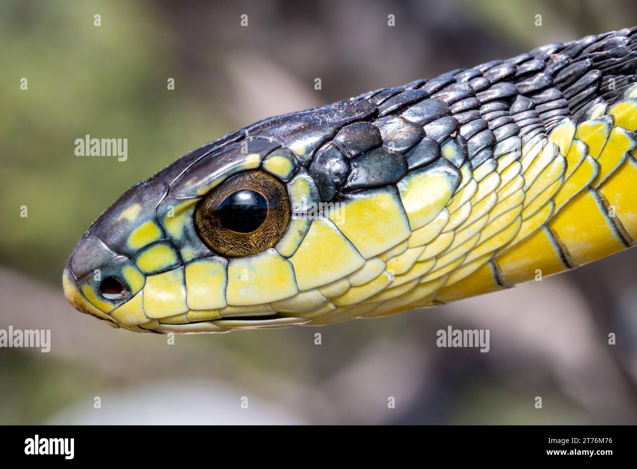 A closeup shot of Boomslang (Dispholidus typus), a highly venomous ...