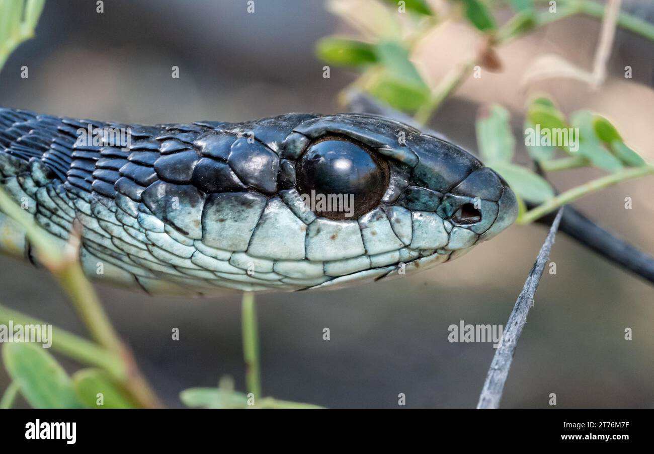 A closeup shot of Boomslang (Dispholidus typus), a highly venomous ...