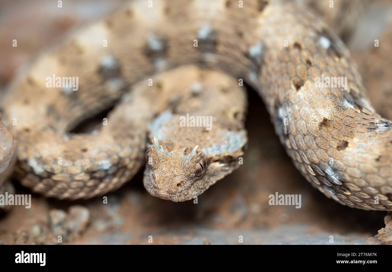 A closeup shot of a Horned Adder (Bitis caudalis), a venomous snake ...
