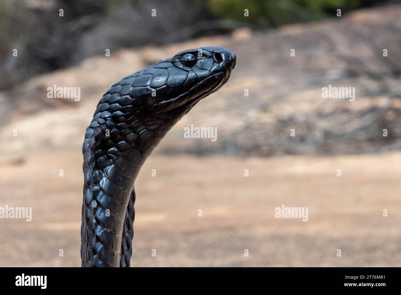 Black Spitting Cobra Snake Snakes Of Namibia | Naja Nigricincta Woodi
