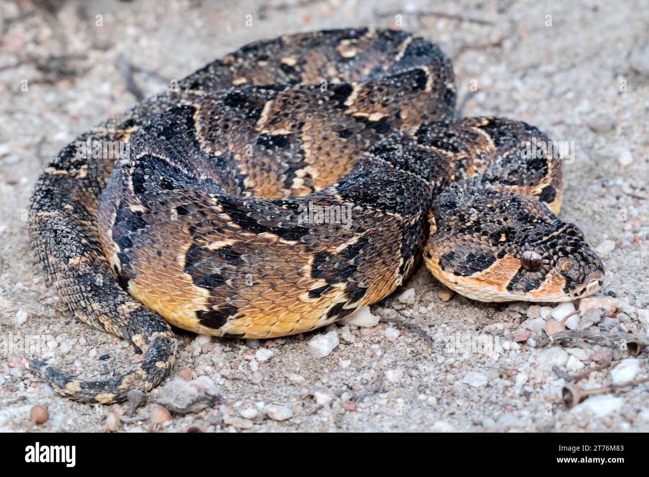 A Puff Adder (Bitis arietans), a highly venomous snake from South ...