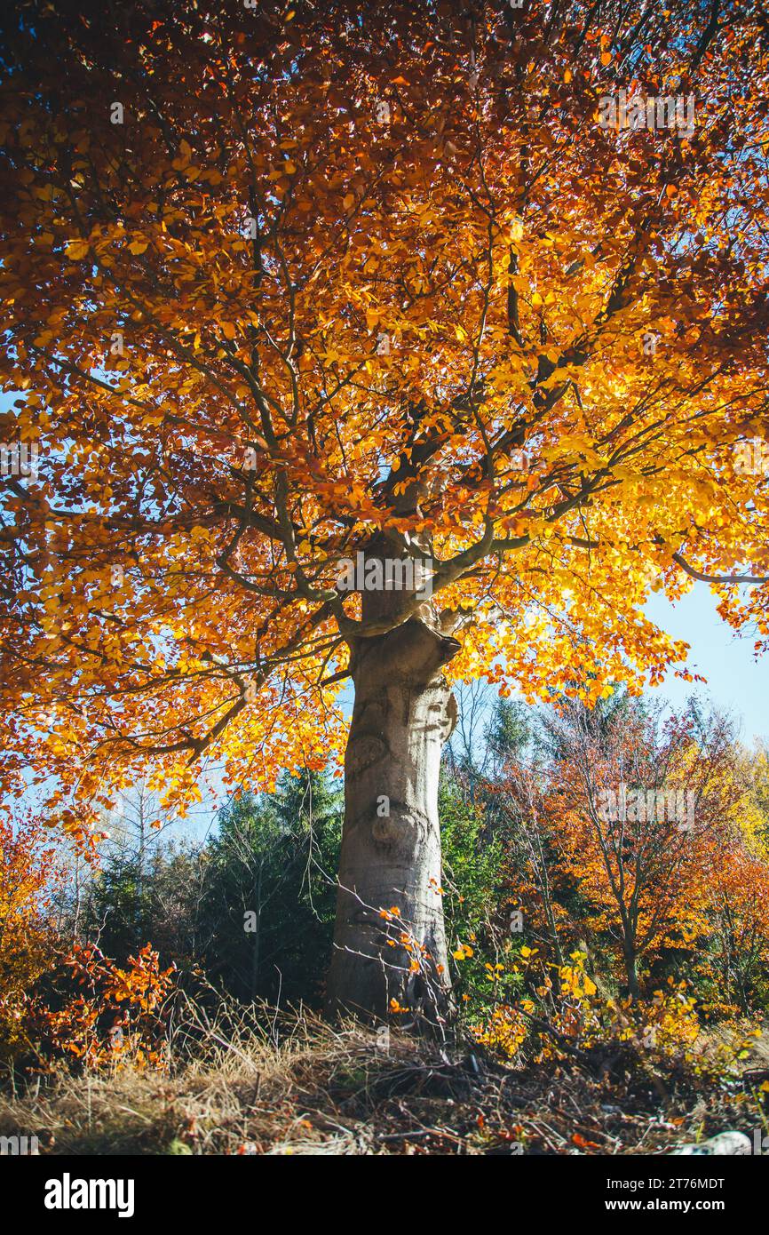 Beech tree, autumn in the Waldviertel, Austria, Europe Stock Photo - Alamy