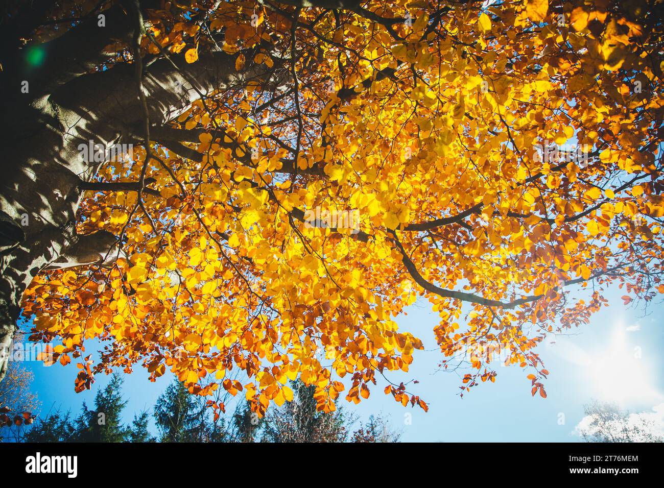 Colorful leaves, autumn in the Waldviertel, Austria, Europe Stock Photo ...