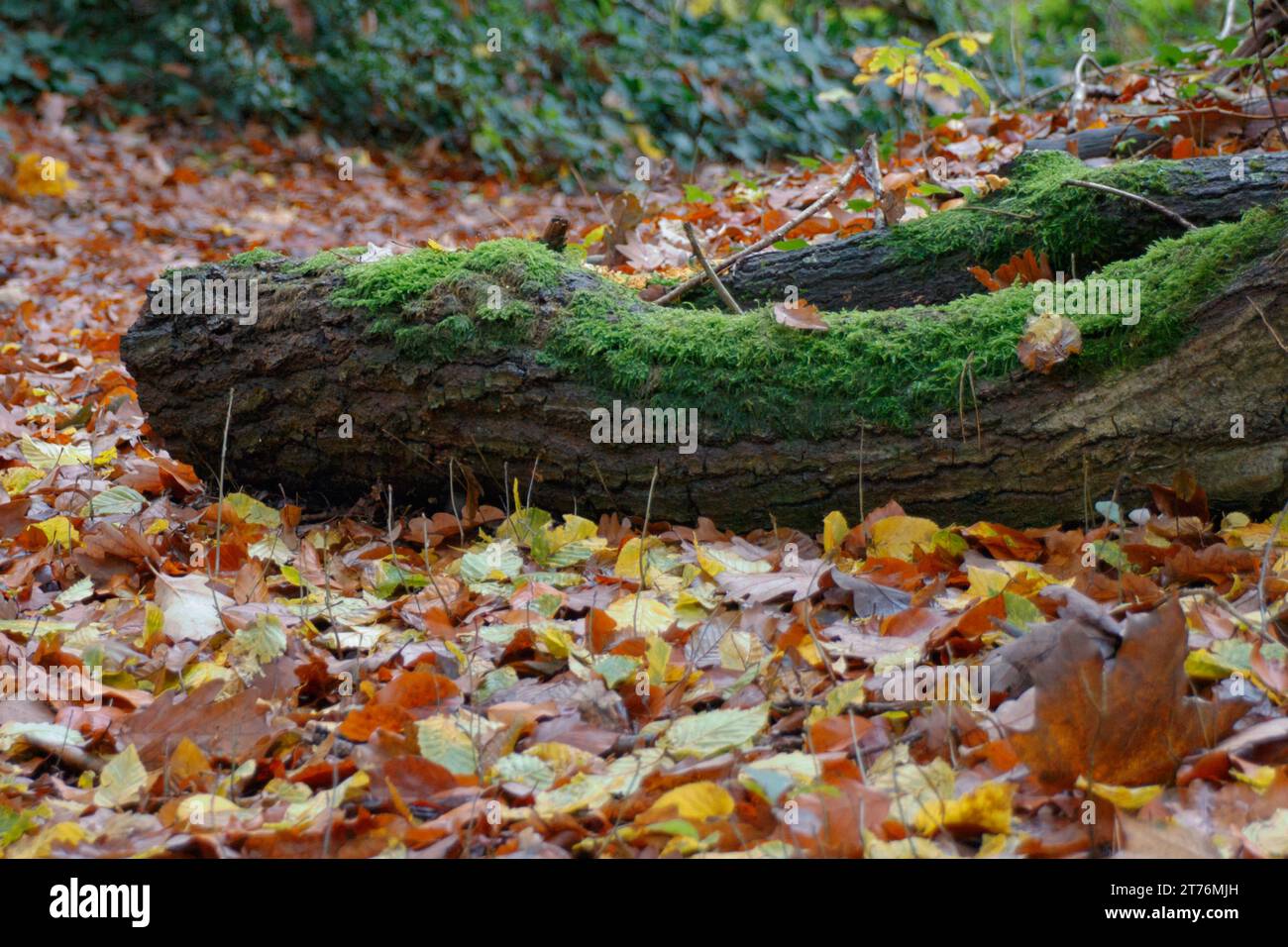 Tree trunk overgrown with moss and lots of yellow leaves lying around ...