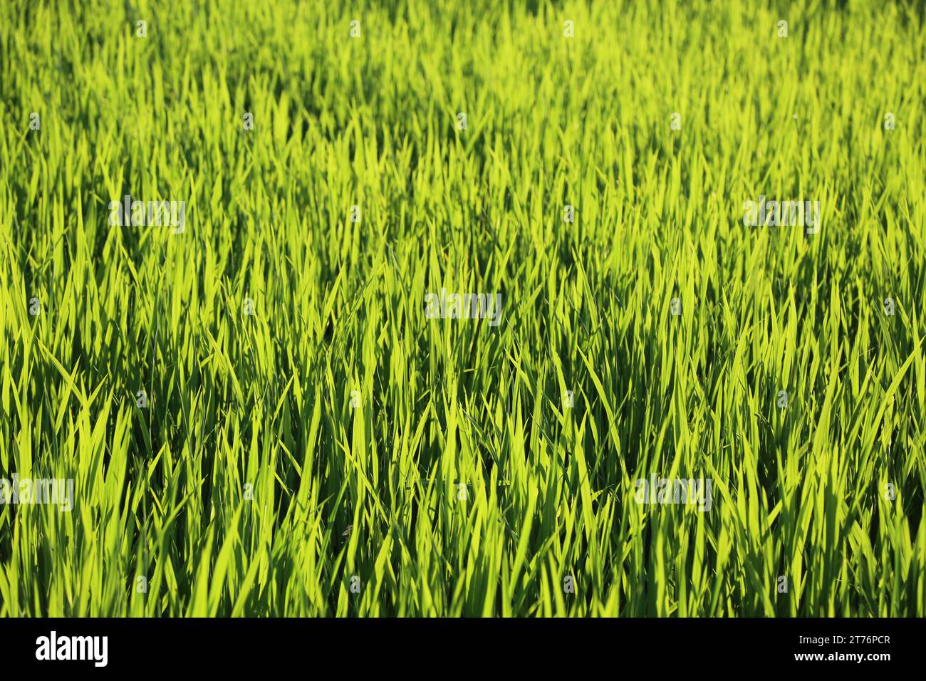 Plants grow well Stock Photo - Alamy