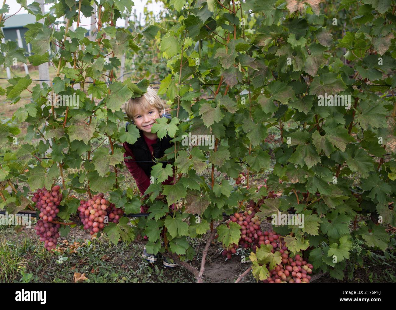 Boy eating grapes child hi-res stock photography and images - Alamy