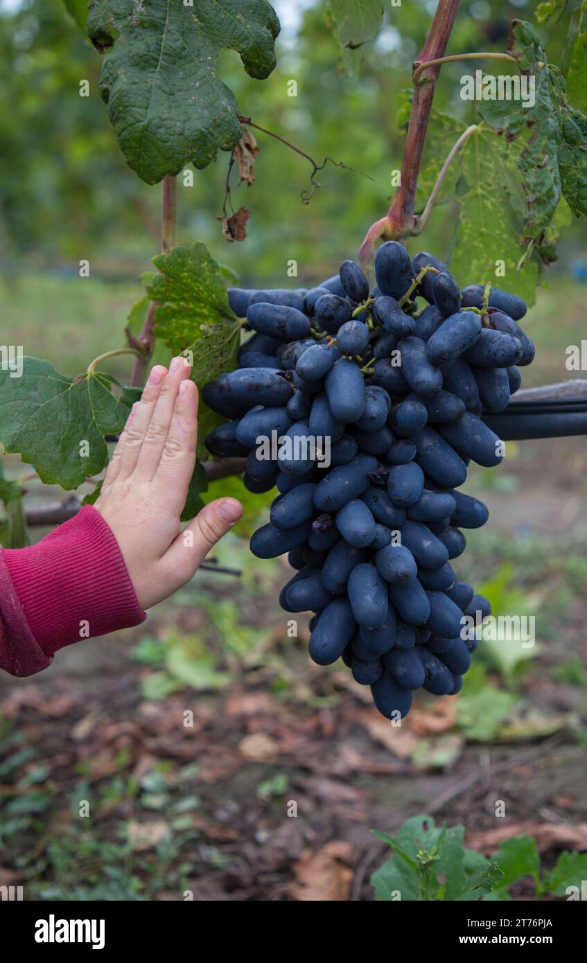 large bunch of blue grapes and a hand nearby for size comparison. Good ...