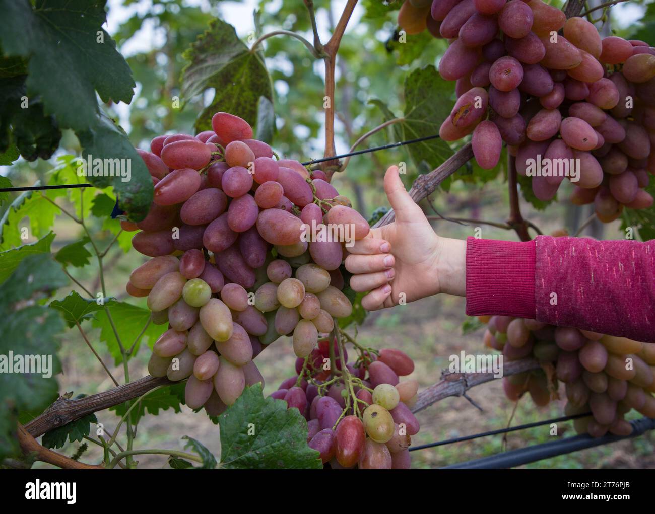 large bunch of blue grapes and a hand with a like gesture nearby to ...