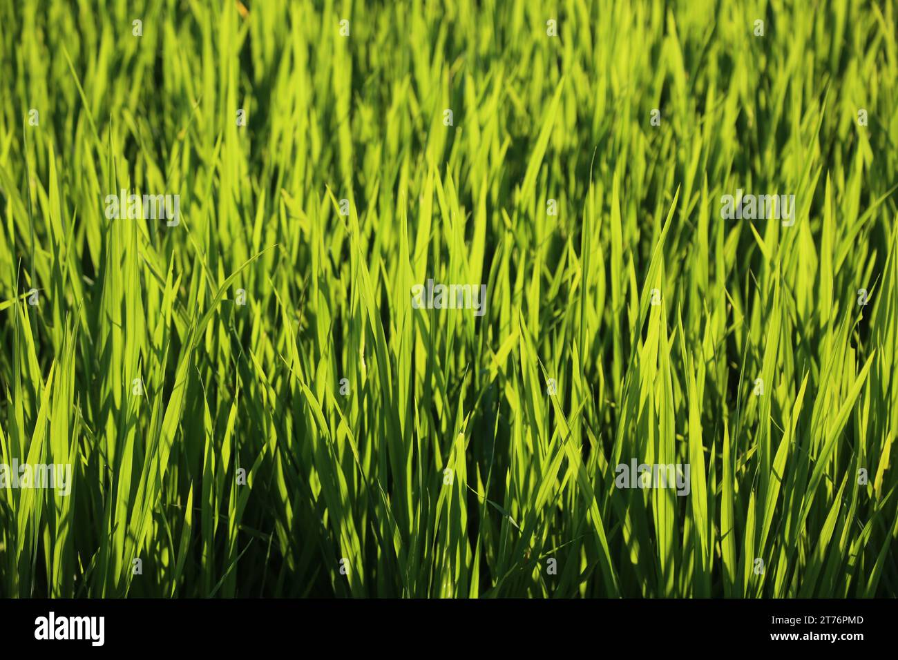 Plants grow well Stock Photo - Alamy