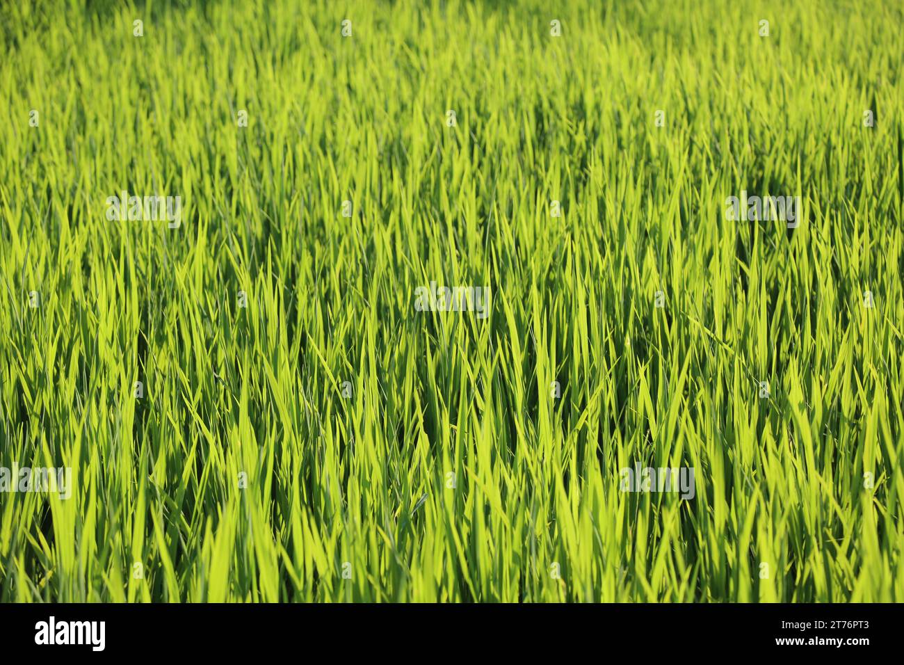 Plants grow well Stock Photo - Alamy