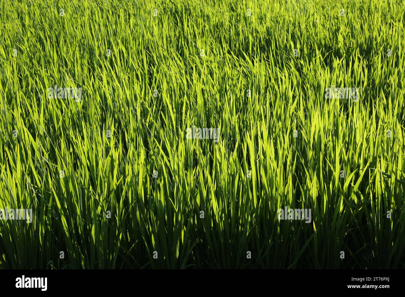 Plants grow well Stock Photo - Alamy