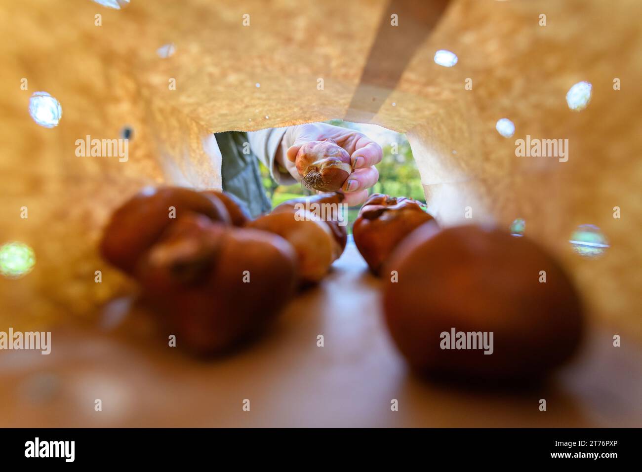 Hand reaching into a paper bag with tulip bulbs. Growing tulips. Fall ...