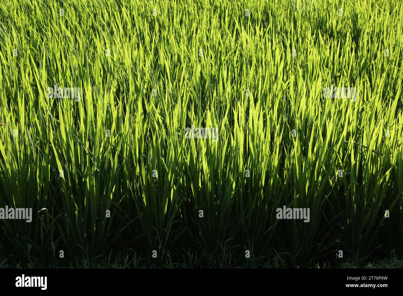 Plants grow well Stock Photo - Alamy
