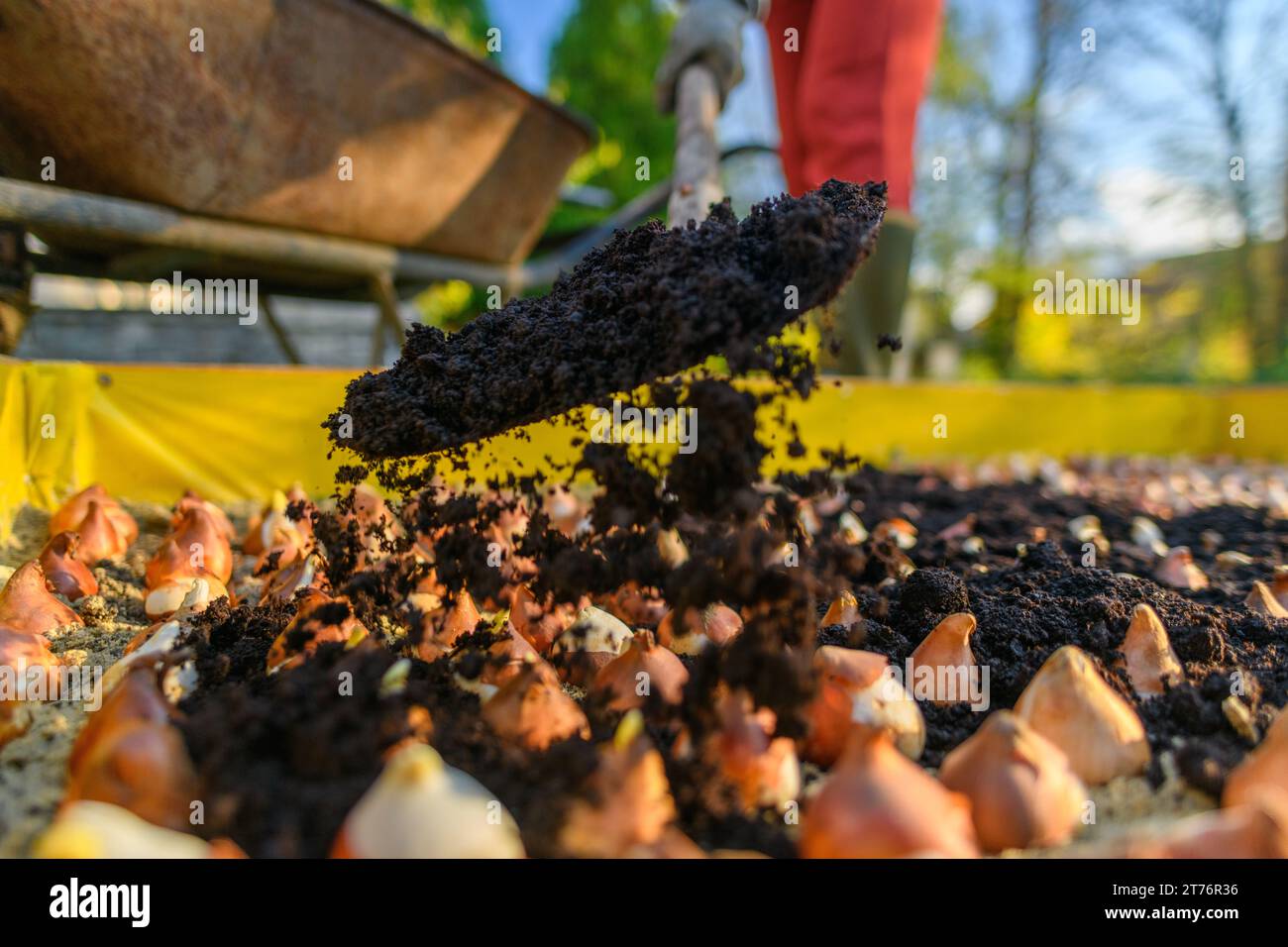 Planting tulip bulbs in a raised bed during sunny autumn afternoon ...