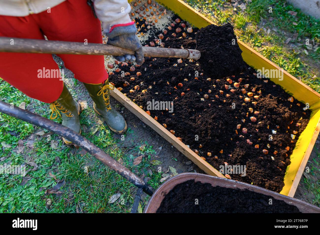 Planting tulip bulbs in a raised bed during sunny autumn afternoon ...