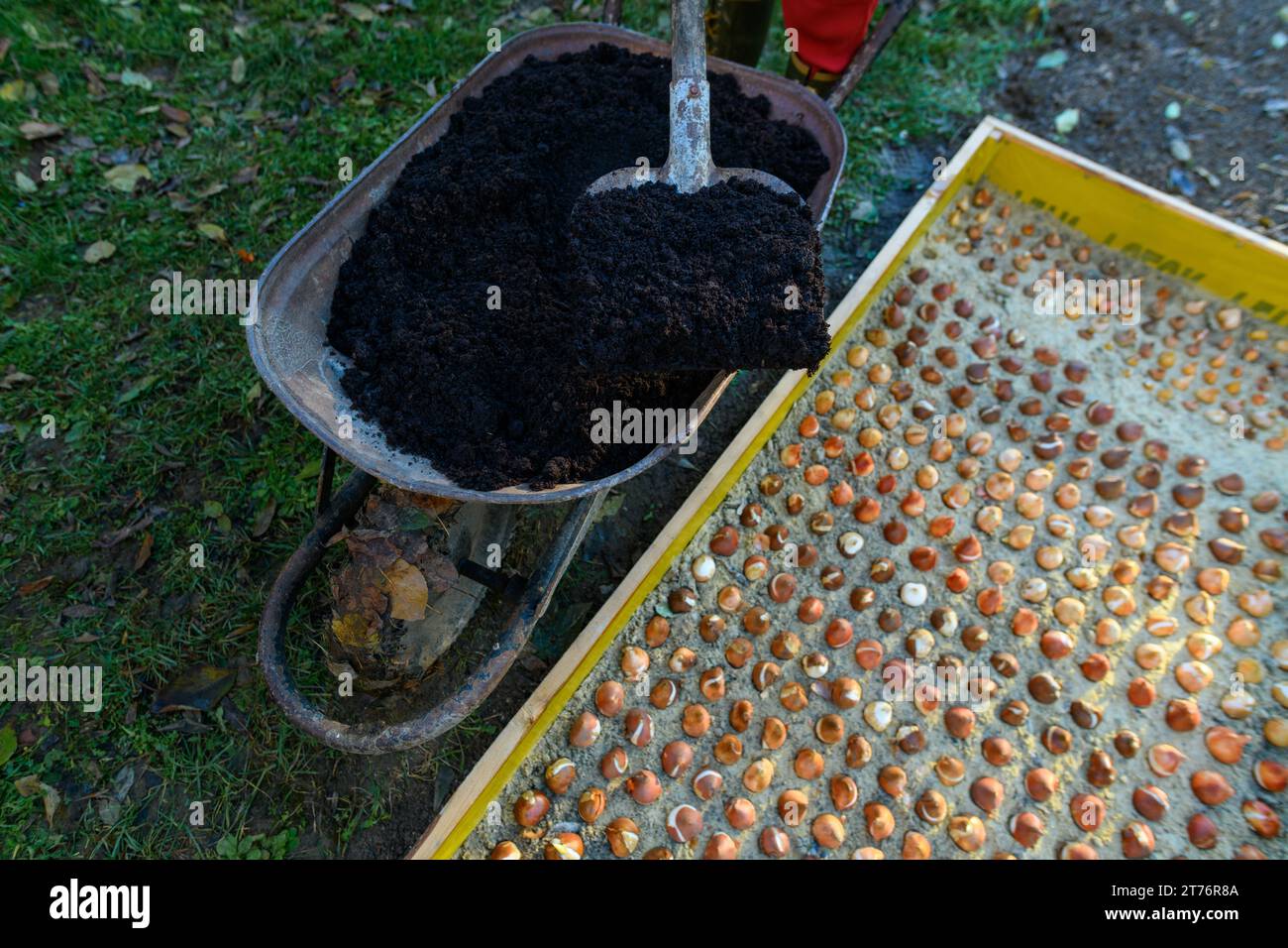 Planting tulip bulbs in a raised bed during sunny autumn afternoon ...