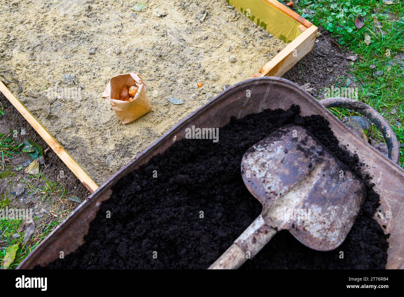 Planting tulip bulbs in a raised bed. Adding compost to flowerbed ...