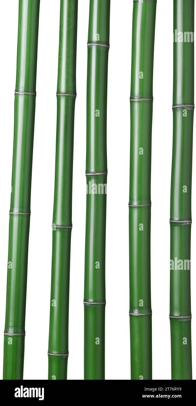 group of bamboo isolated on a white background Stock Photo - Alamy