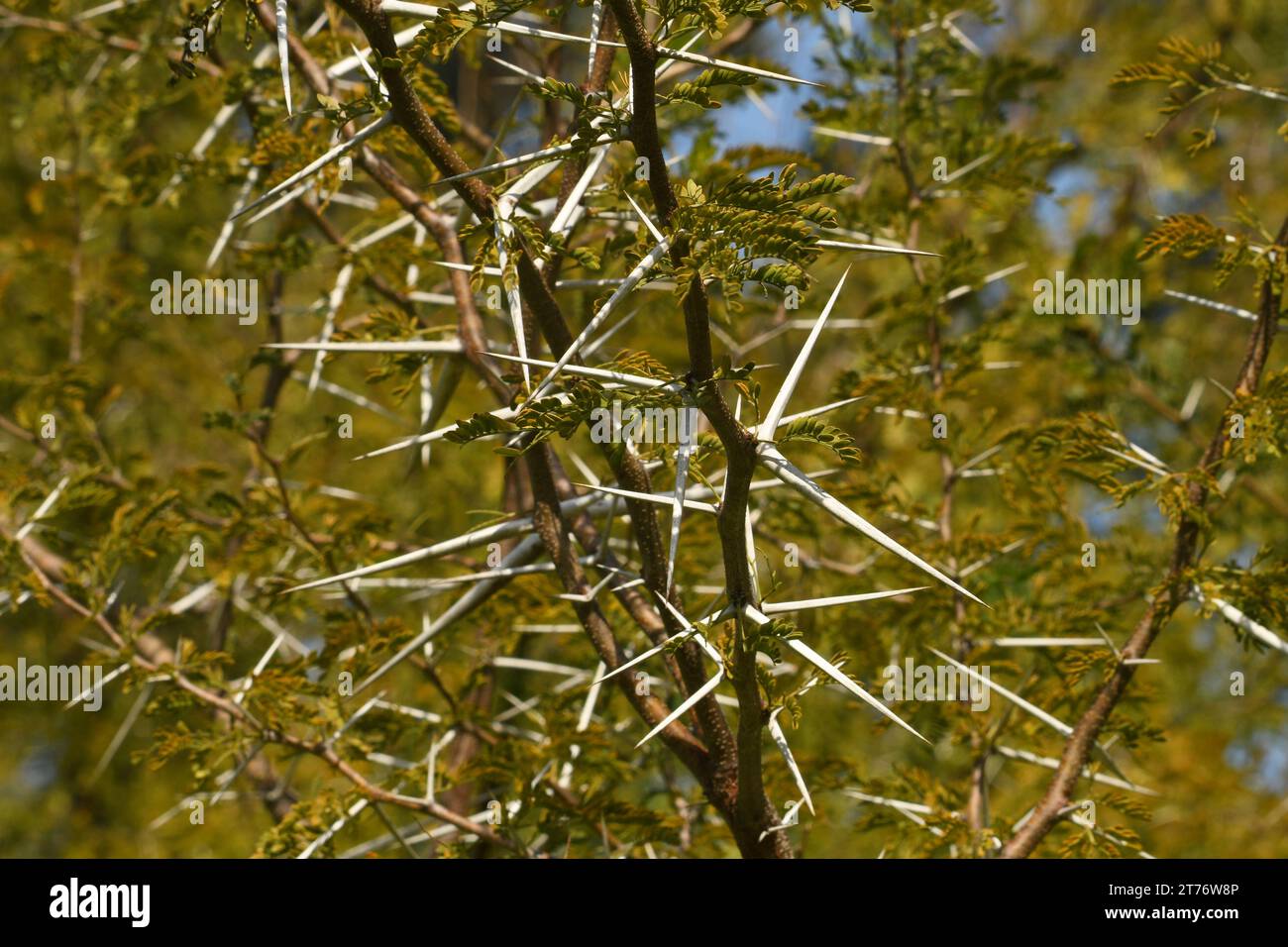 Thorns acacia tree sharp hi-res stock photography and images - Alamy