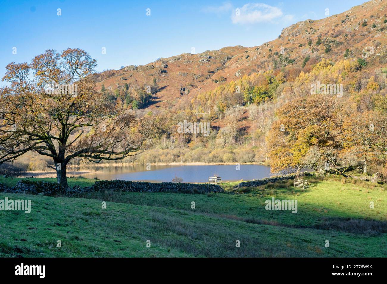 Autumnal Landscape of Rydal, in Lake District area of Cumbria, UK Stock ...