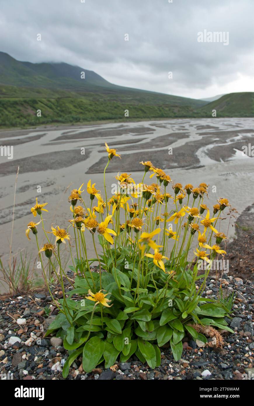 Blossom on a wide river bank, Denali, Alaska Stock Photo - Alamy