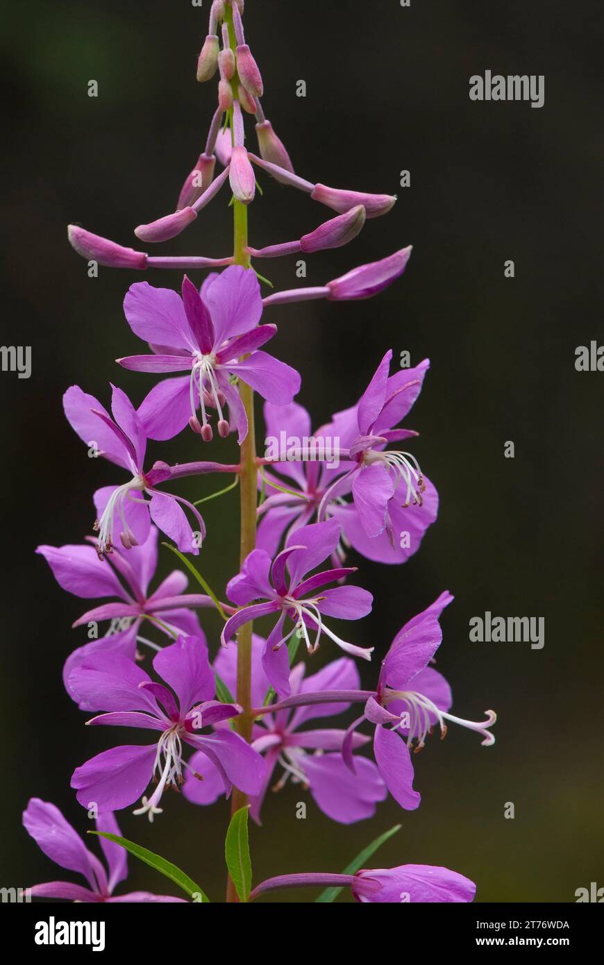 Fire-weed Flower, Denali, Alaska Stock Photo - Alamy