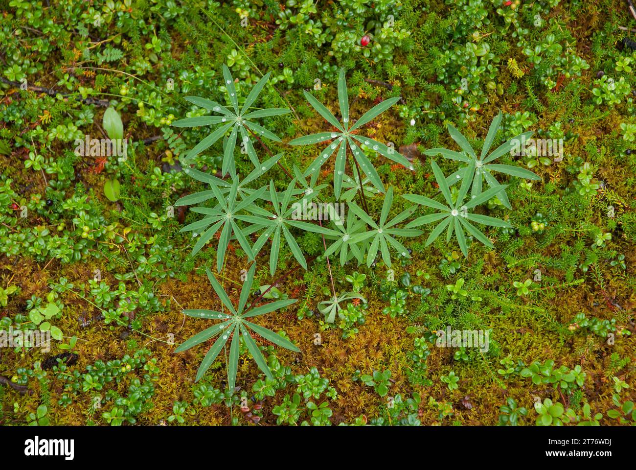 Soft forest floor hi-res stock photography and images - Alamy