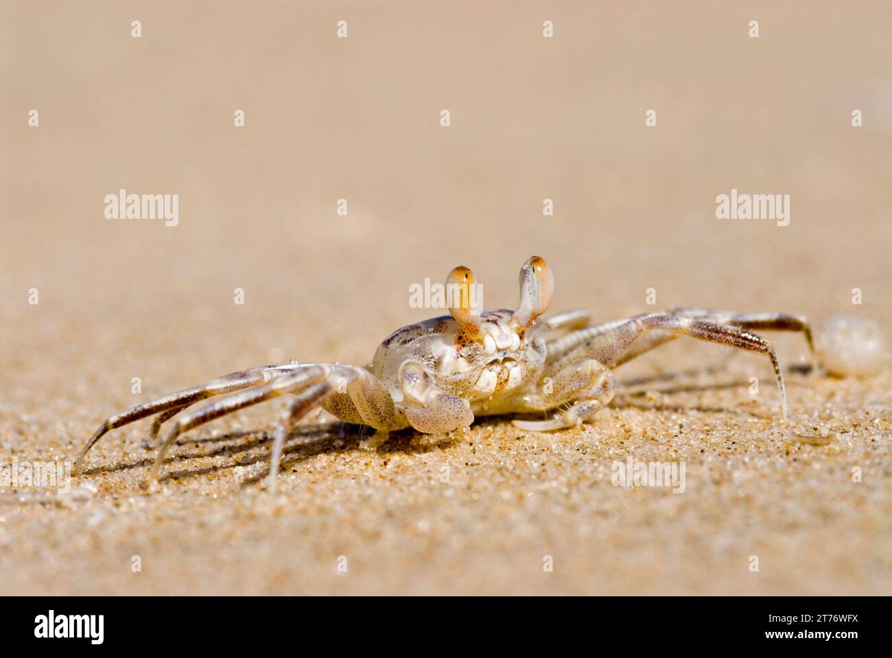 Sand Crab - Ocypode cursor , Mediterranean sea shoreline Stock Photo ...