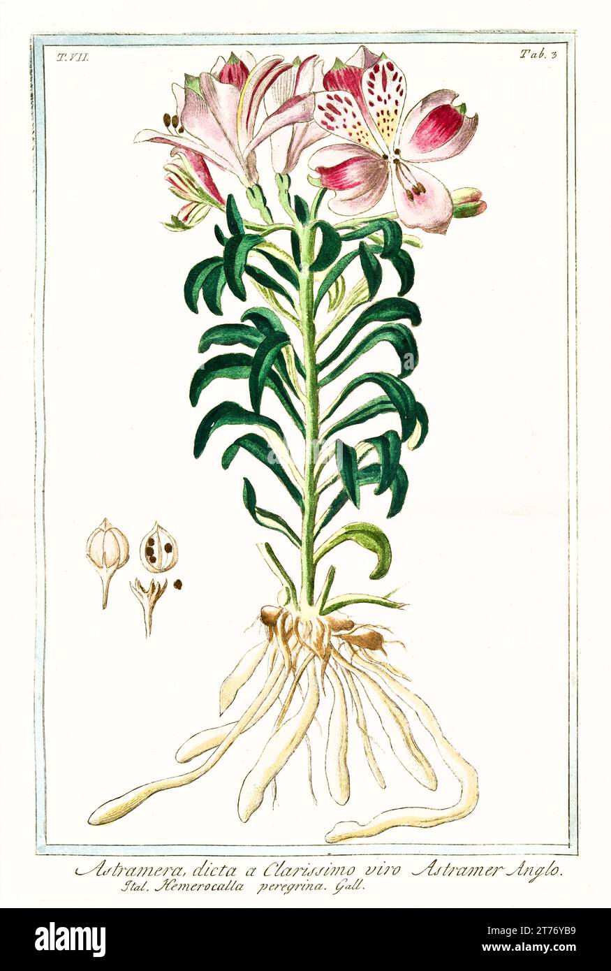 Inca lily hi-res stock photography and images - Alamy