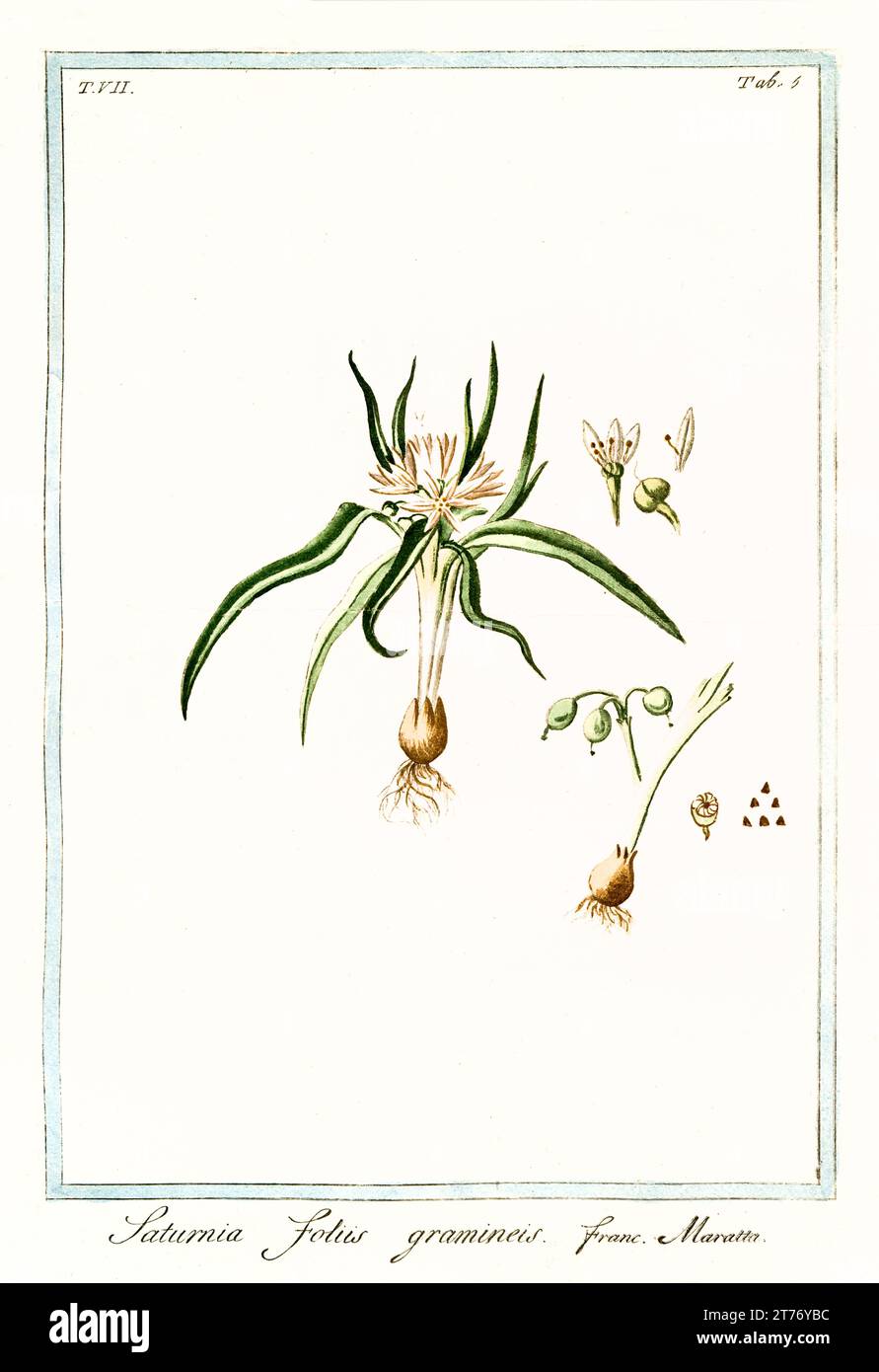 Graminei hi-res stock photography and images - Alamy