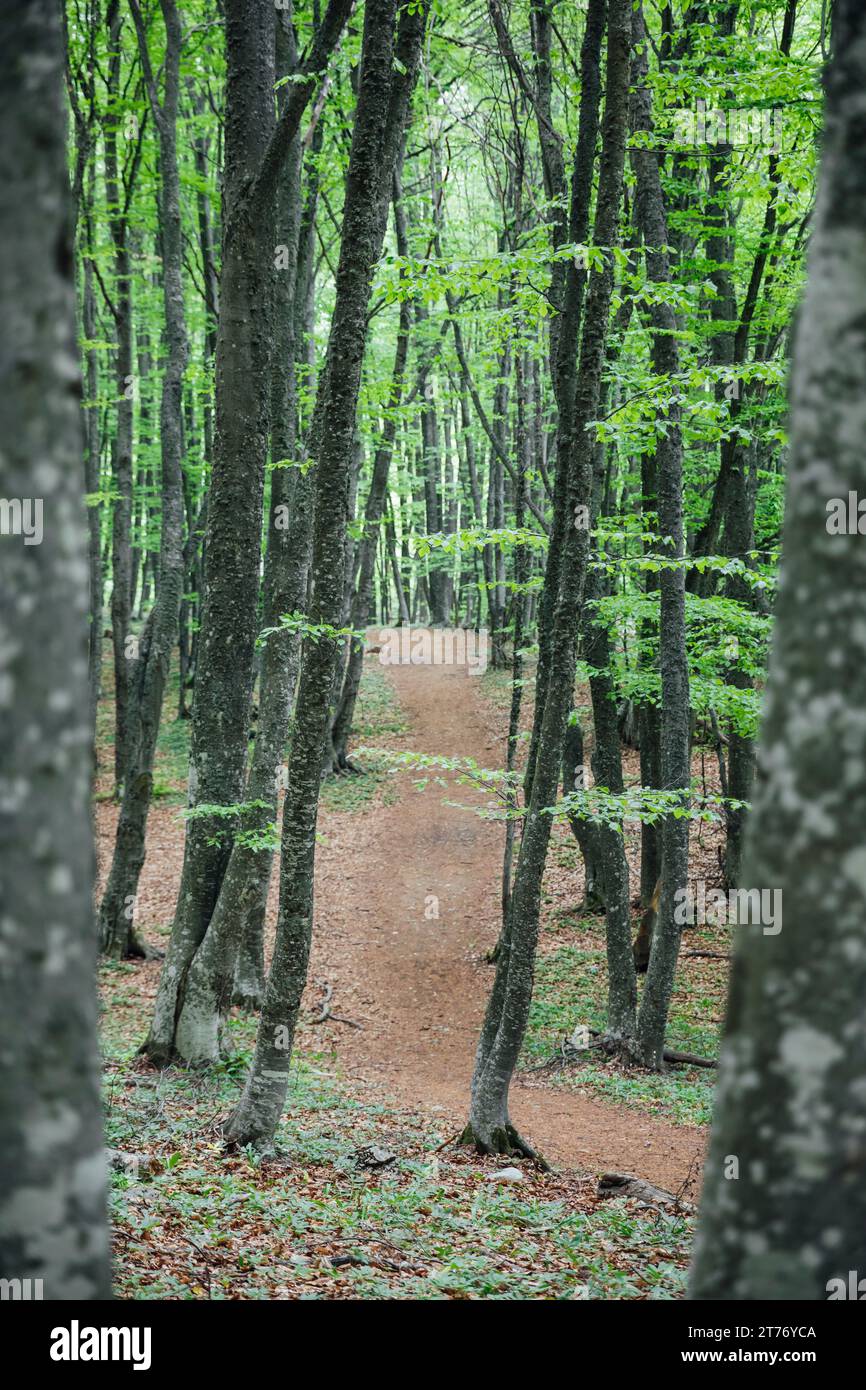 large dense green forest big trees vegetation Stock Photo - Alamy