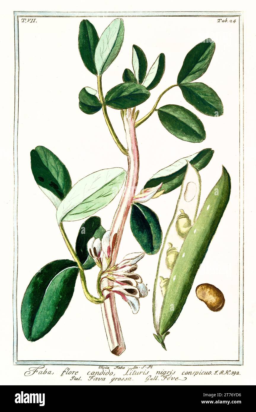 Fava bean illustration Cut Out Stock Images & Pictures - Alamy