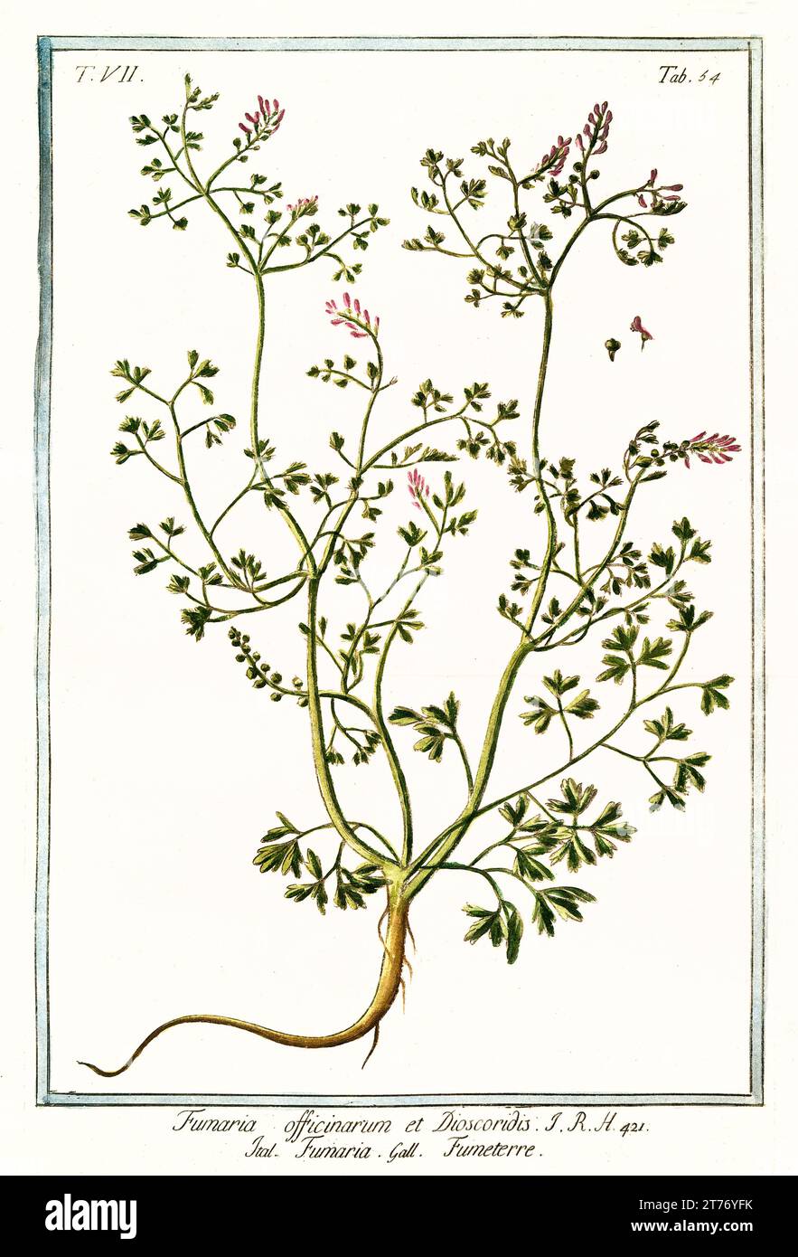 Botanical illustration fumitory Cut Out Stock Images & Pictures - Alamy