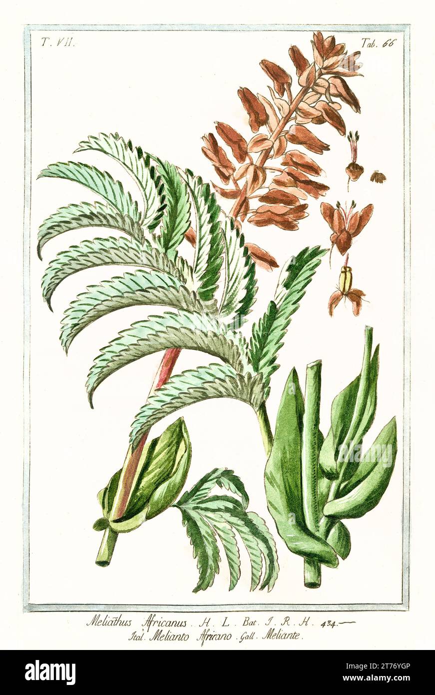 Old illustration of Giant honey flower (Melianthus comosus). By G ...