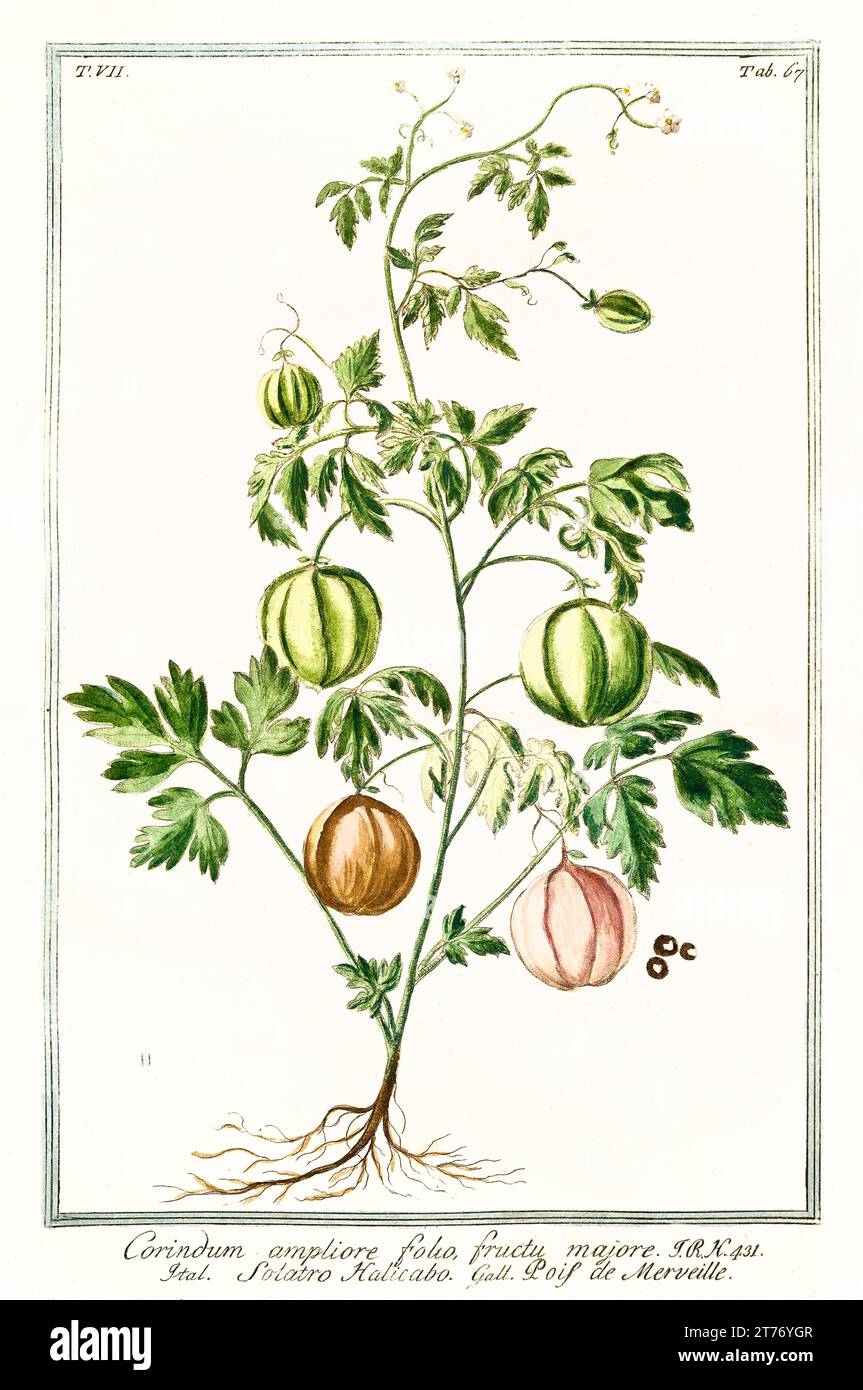 Ampliore hi-res stock photography and images - Alamy