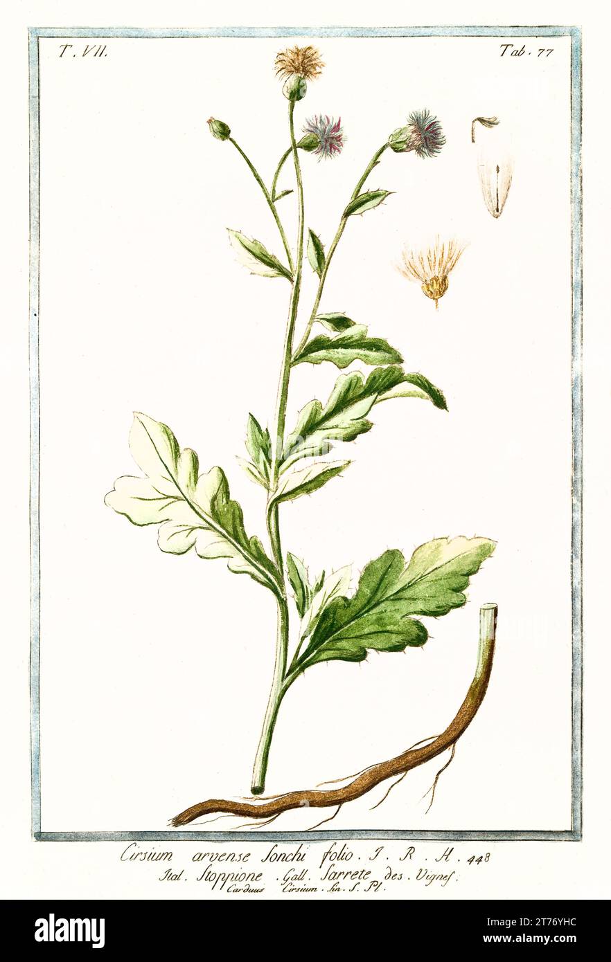 Vintage botanical illustration corn Cut Out Stock Images & Pictures - Alamy