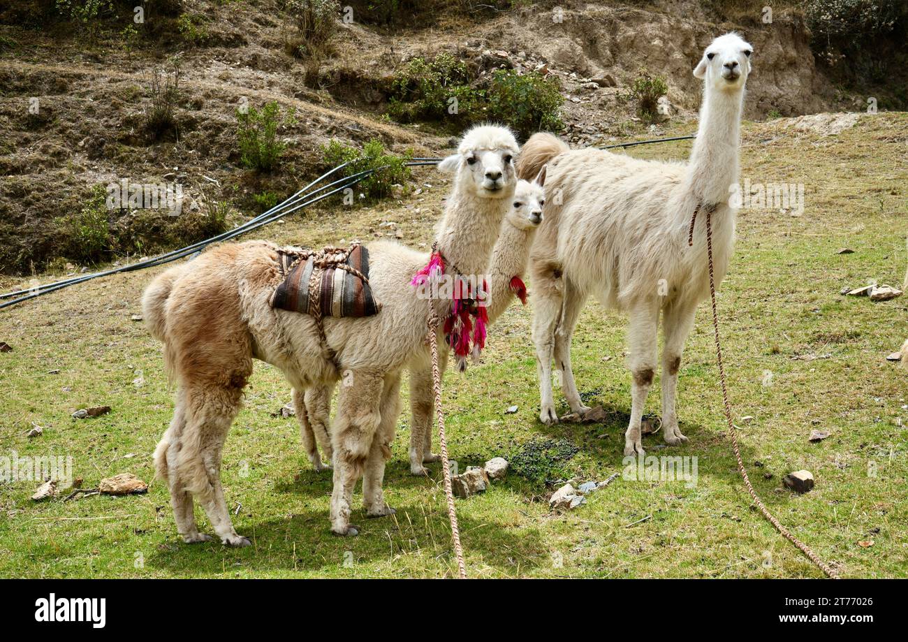 White Alpacas wearing colorful red collars and saddles in Mountains in ...