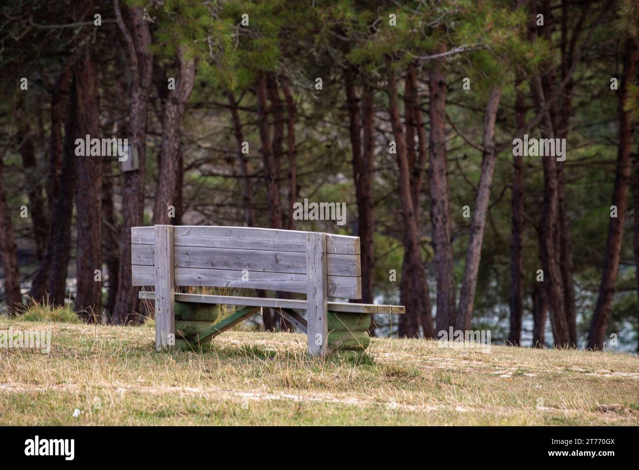 Sitting bench in the forest area. Peaceful environments. The seating ...