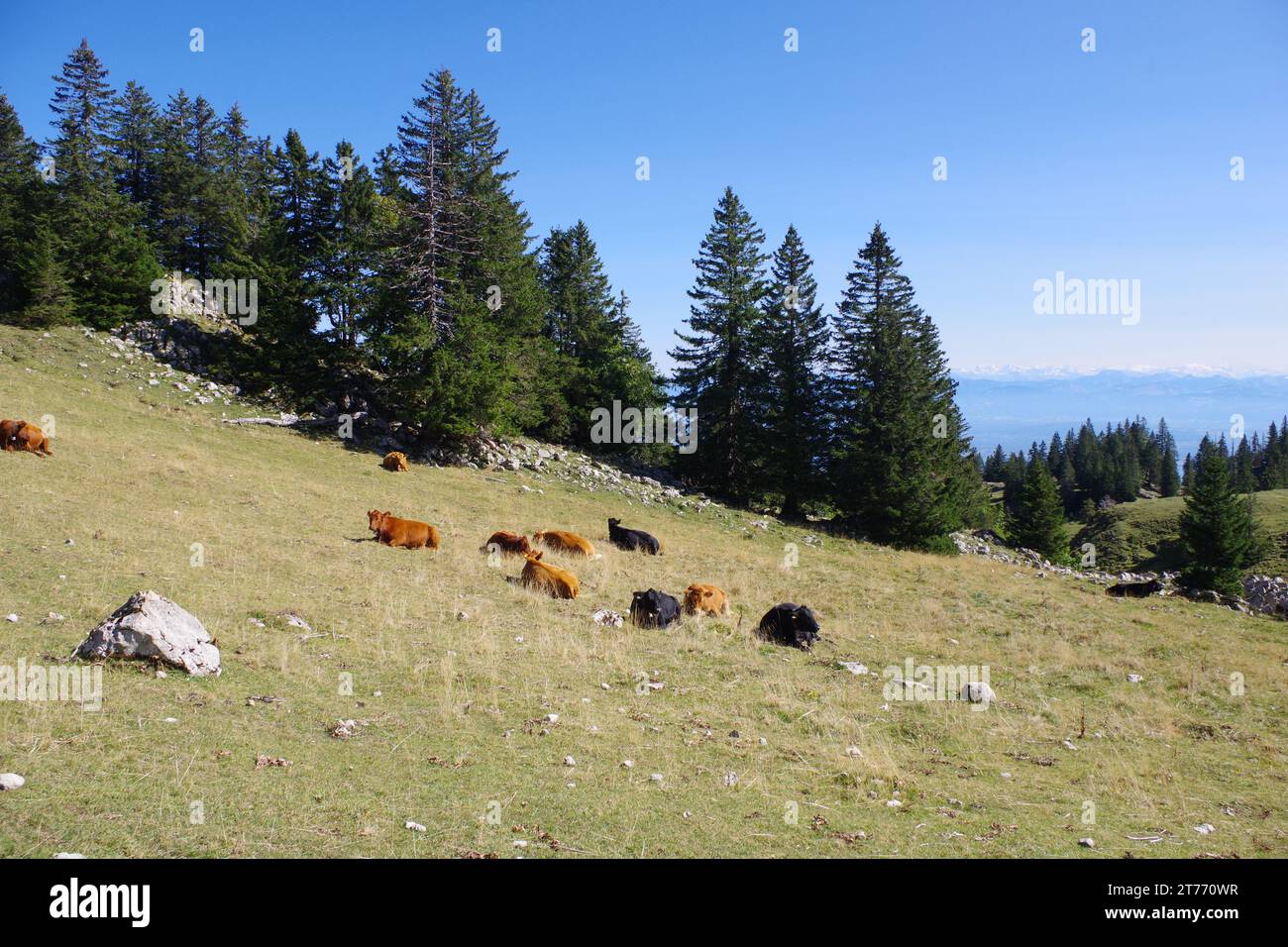 Views approaching La Dôle, Jura Mountains, Switzerland Stock Photo - Alamy