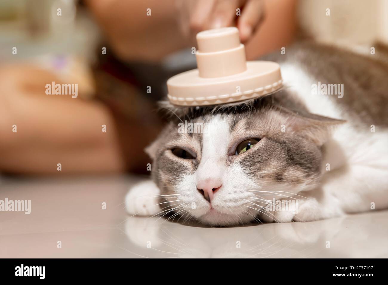 Cat hairbrush hi-res stock photography and images - Alamy