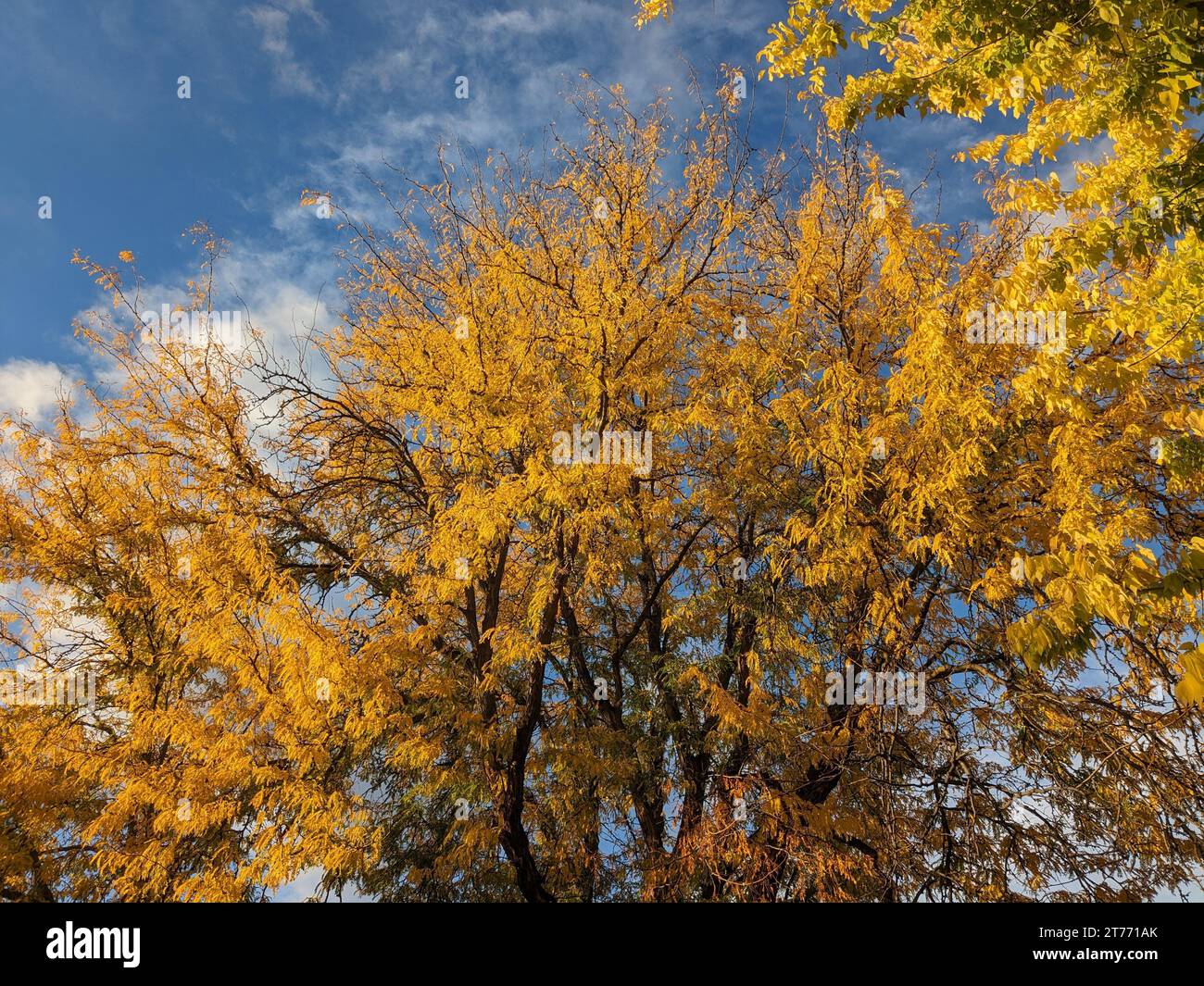 An autumnal landscape featuring a cluster of vibrant yellow trees ...