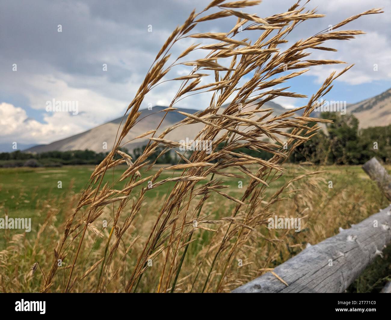 Meadow brome hi-res stock photography and images - Alamy