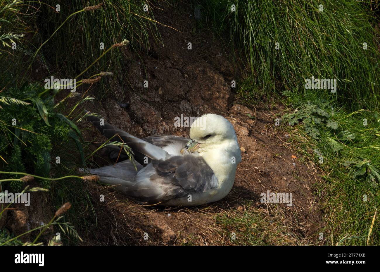 The Fulmar is the smallest member of the Albatross family, They have ...