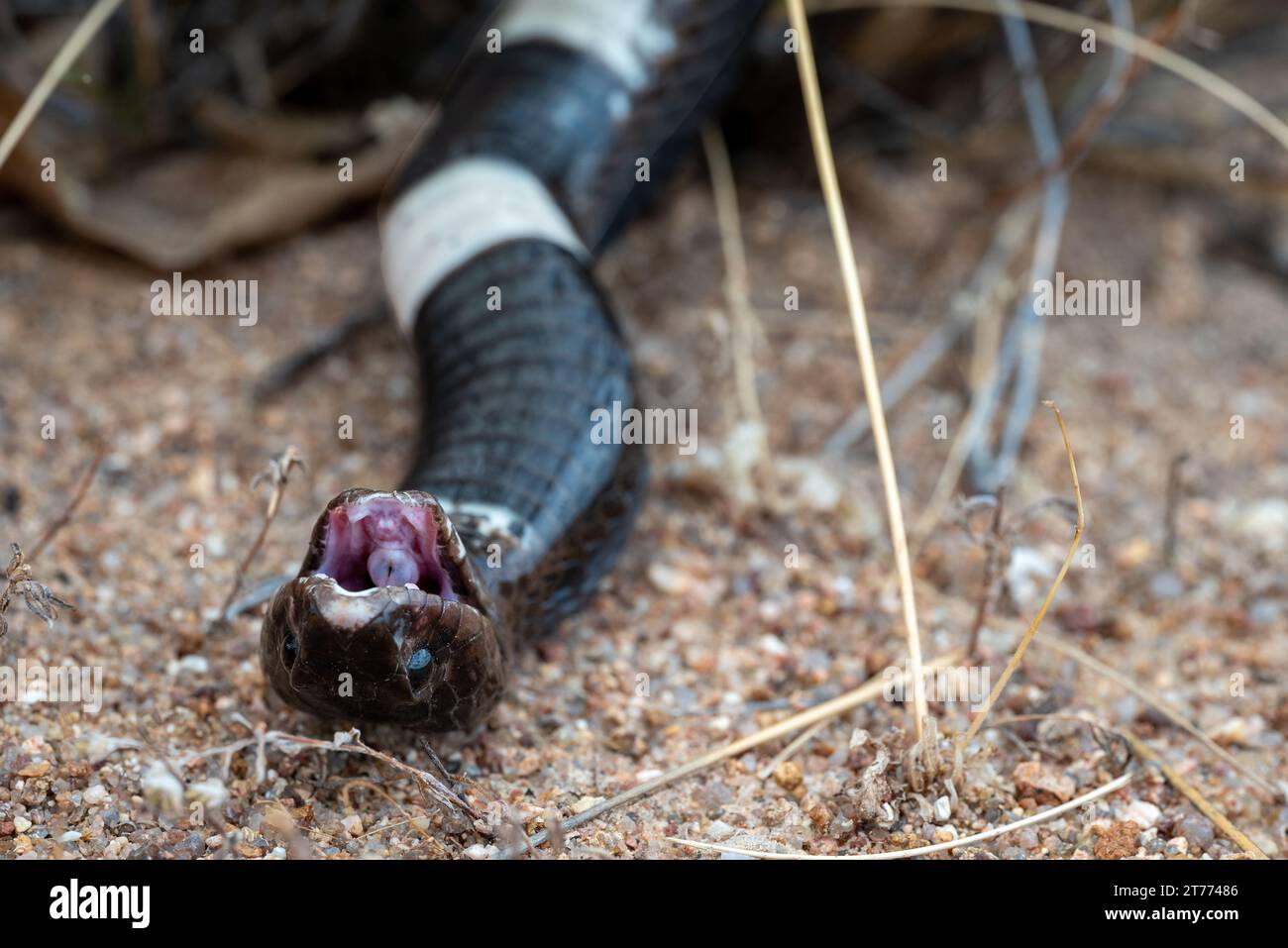 Coiled snake resting on the ground in a menacing pose Stock Photo - Alamy