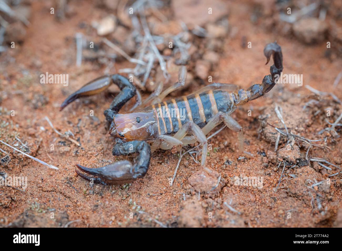 Yellow tailed scorpion hi-res stock photography and images - Alamy