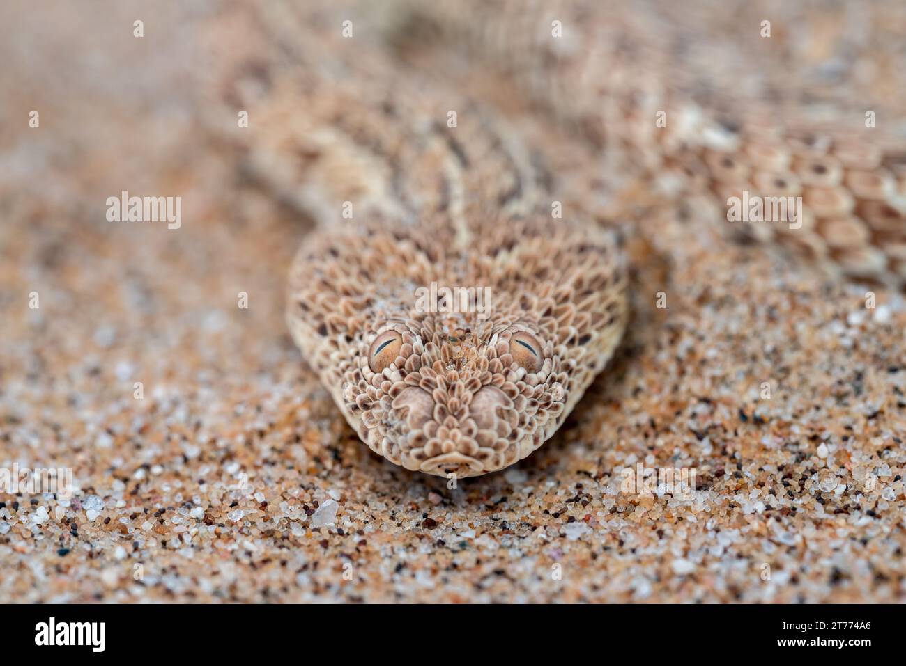 Curled up on sand hi-res stock photography and images - Alamy