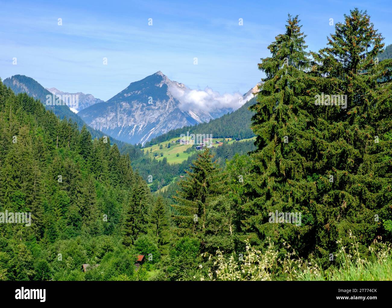Tall trees with Austrian Alps in background, low clouds, houses, green ...