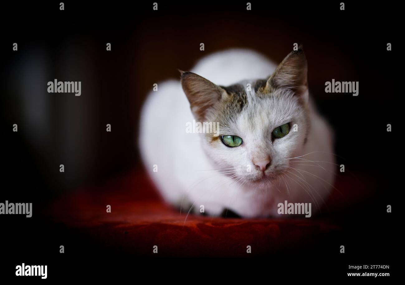 cute cat thumbi water drops wine Stock Photo - Alamy