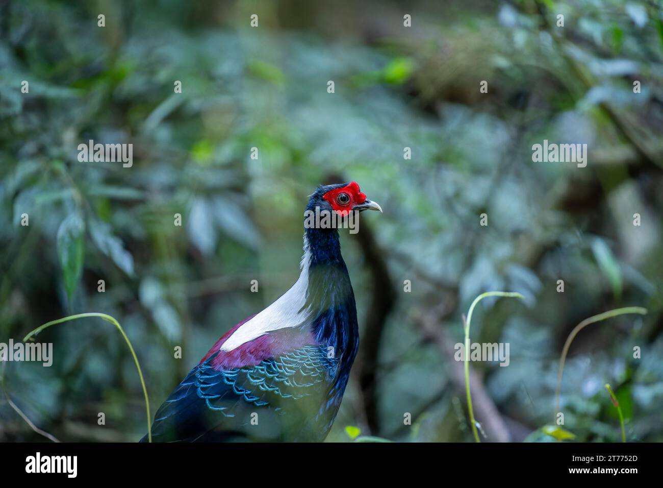 Swinhoe's pheasant male endemic bird of taiwan Stock Photo - Alamy