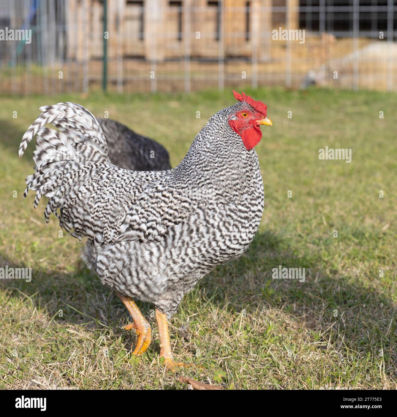 Rooster strutting wing hi-res stock photography and images - Alamy